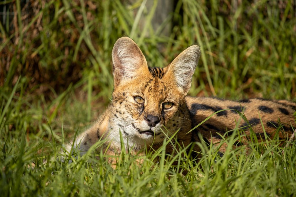 Serval - Cheetah Outreach