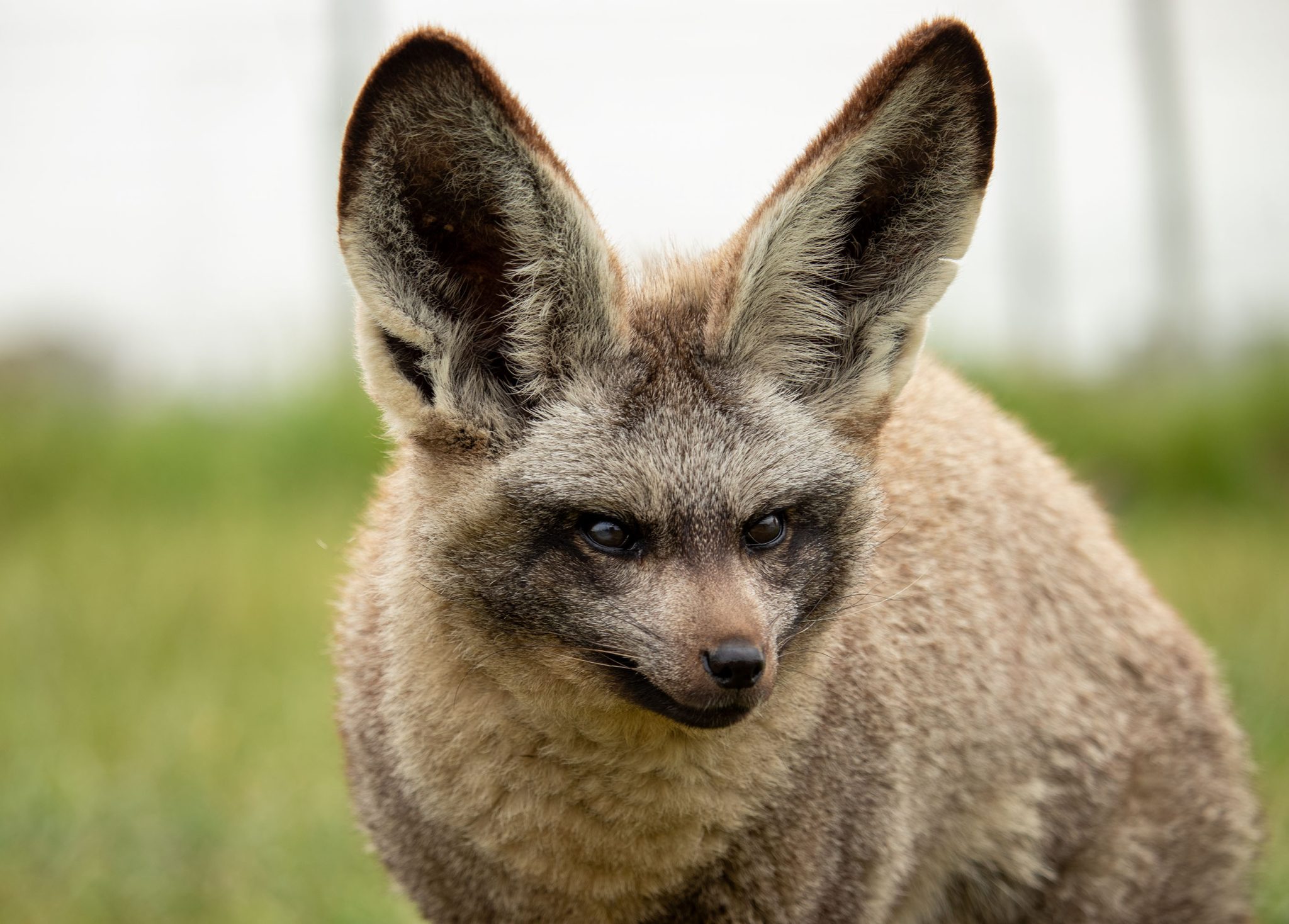 Bat-eared Fox - Cheetah Outreach