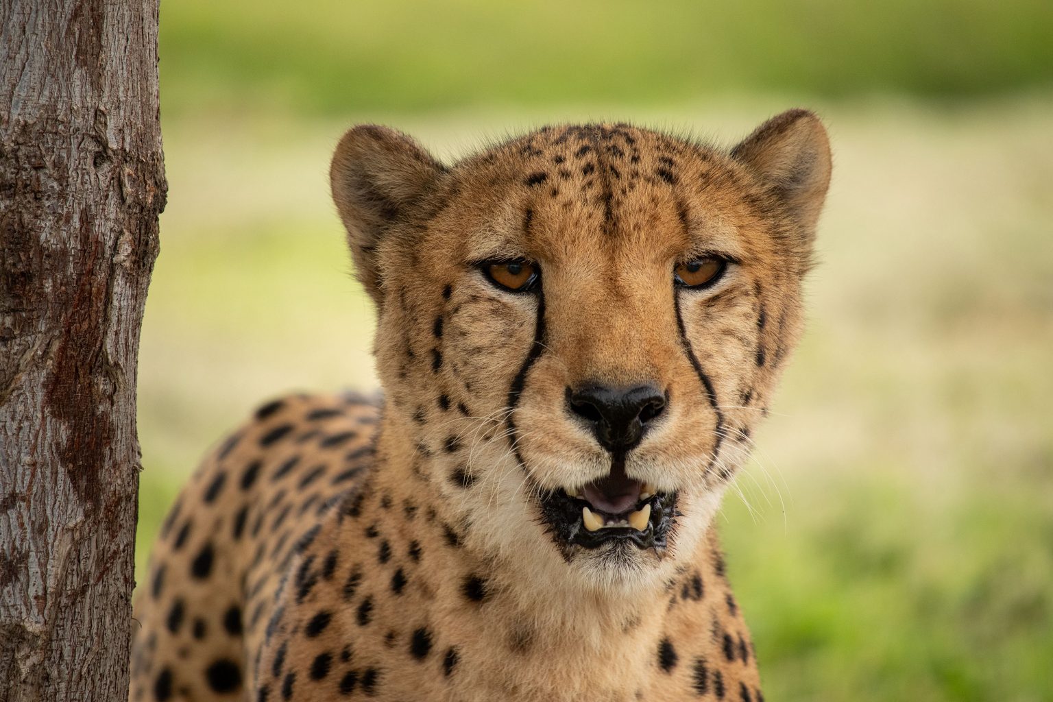 Cheetah - Cheetah Outreach