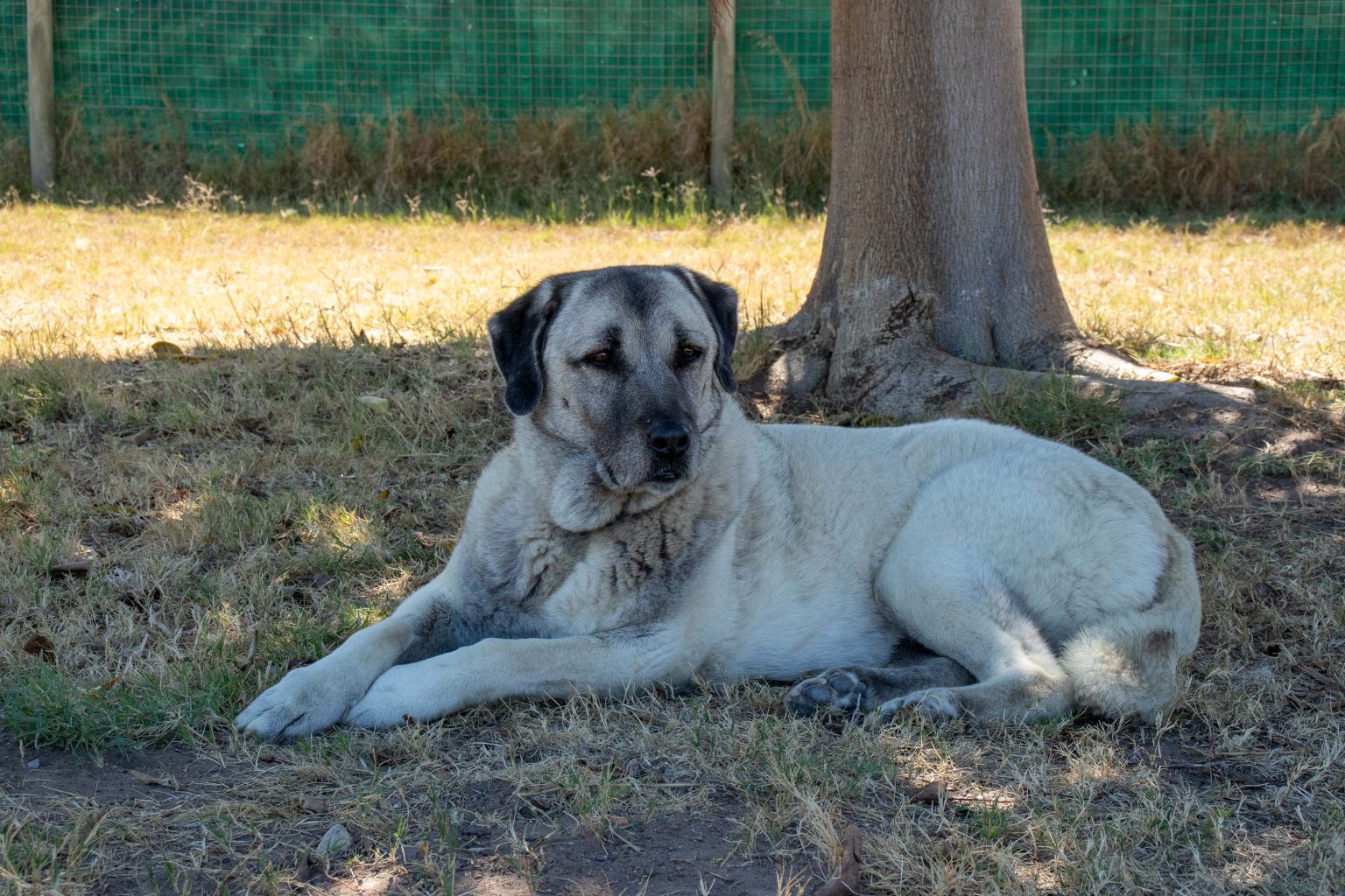 Anatolian Shepherd Dogs - Cheetah Outreach