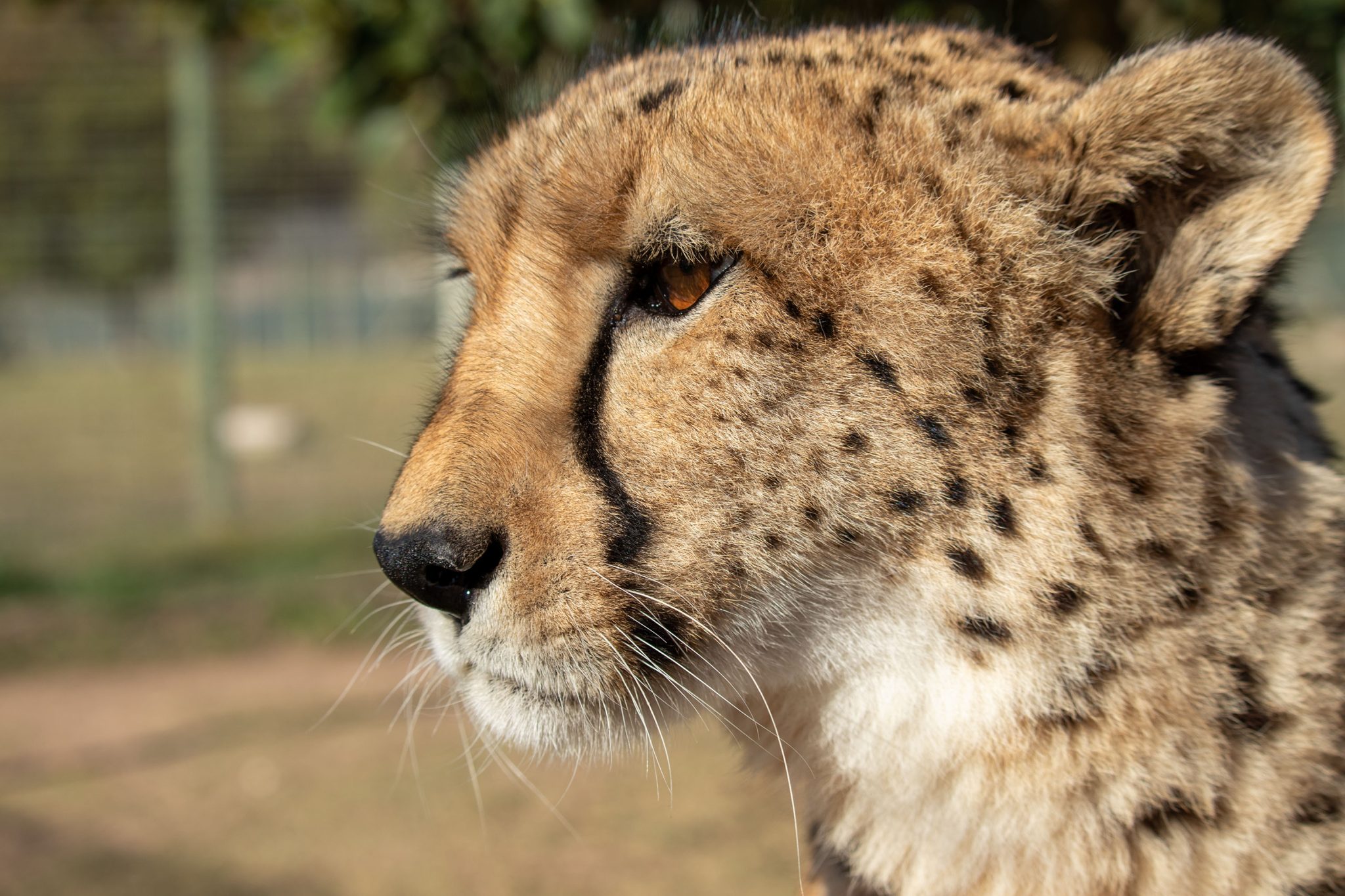 Cheetah - Cheetah Outreach