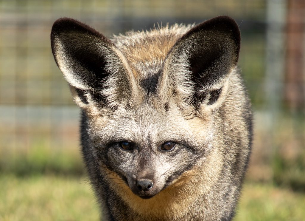 Bat-eared Fox - Cheetah Outreach