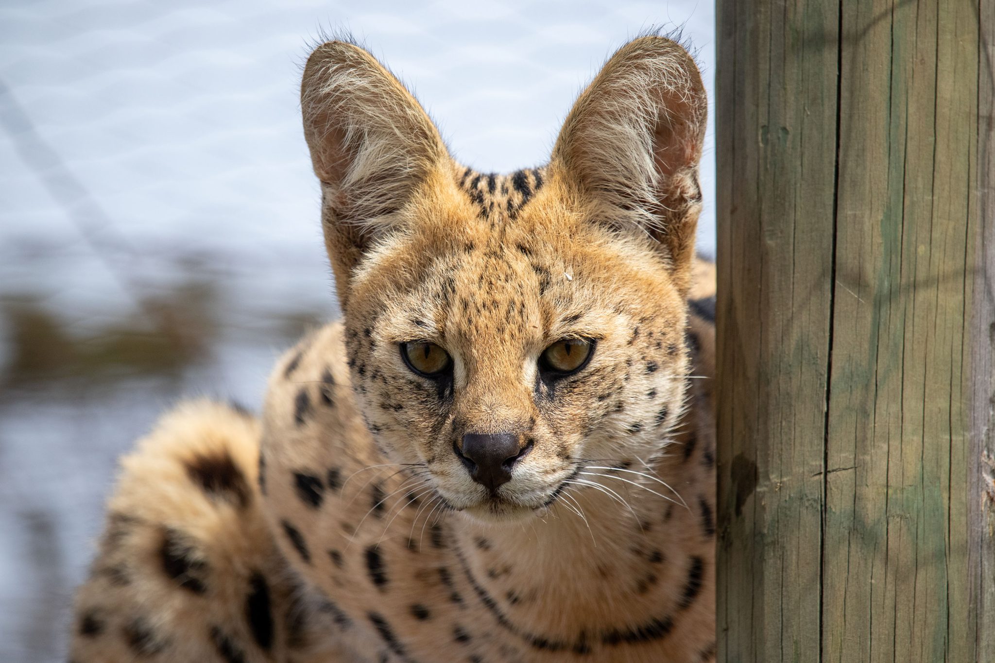 Serval - Cheetah Outreach