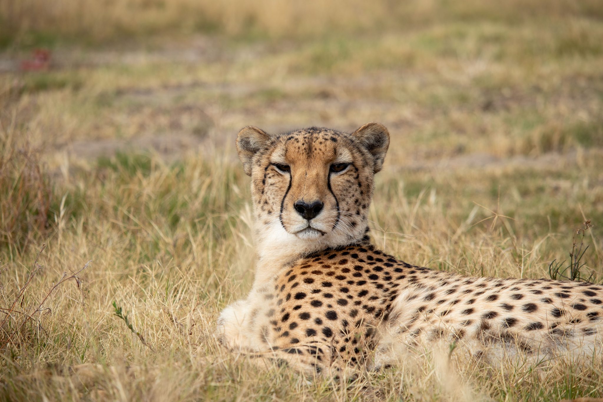 Cheetah - Cheetah Outreach