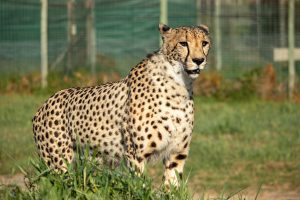 Cheetah - Cheetah Outreach