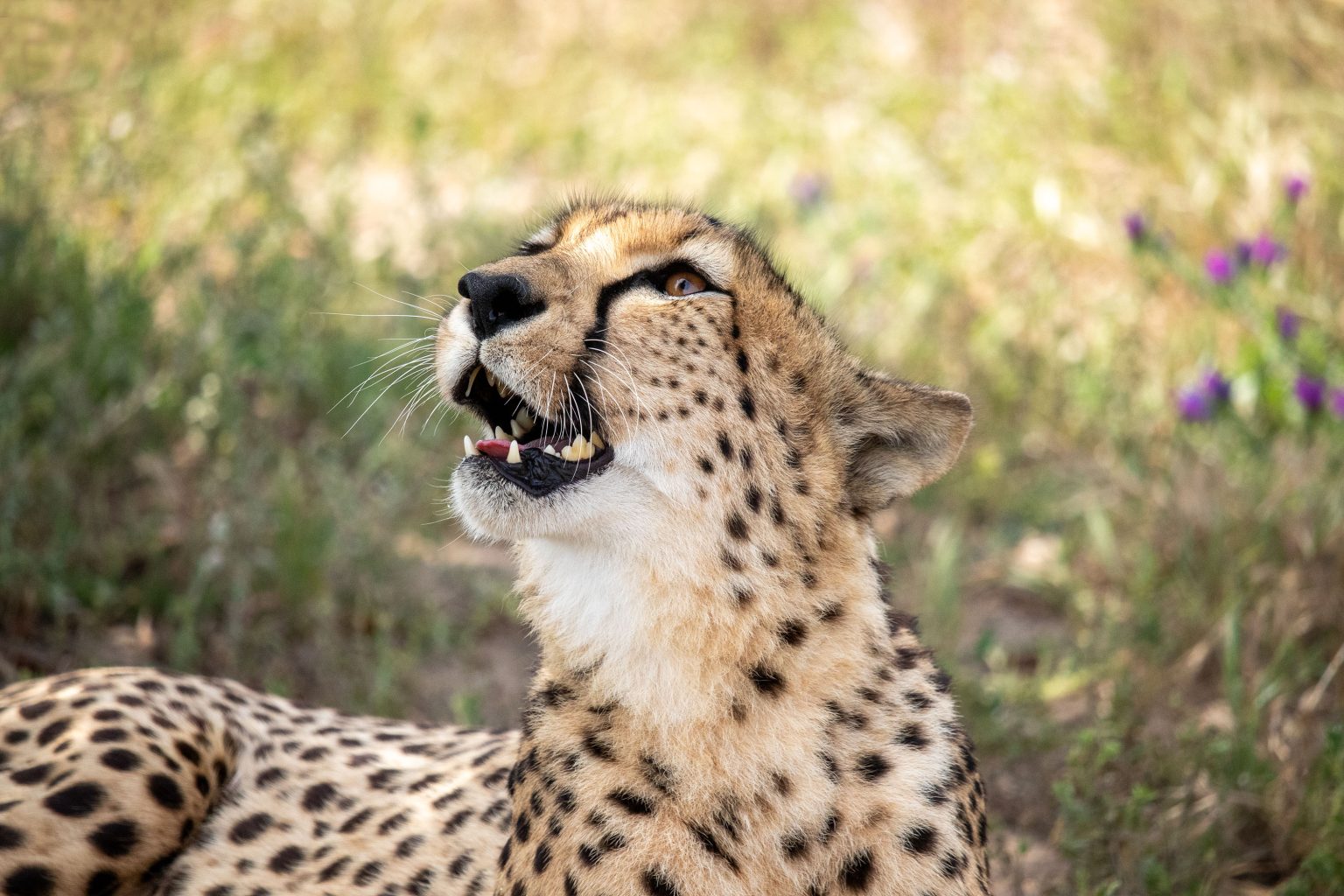 Visitor Information - Cheetah Outreach
