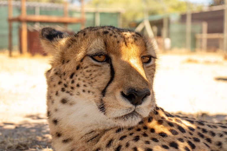 Cheetah - Cheetah Outreach