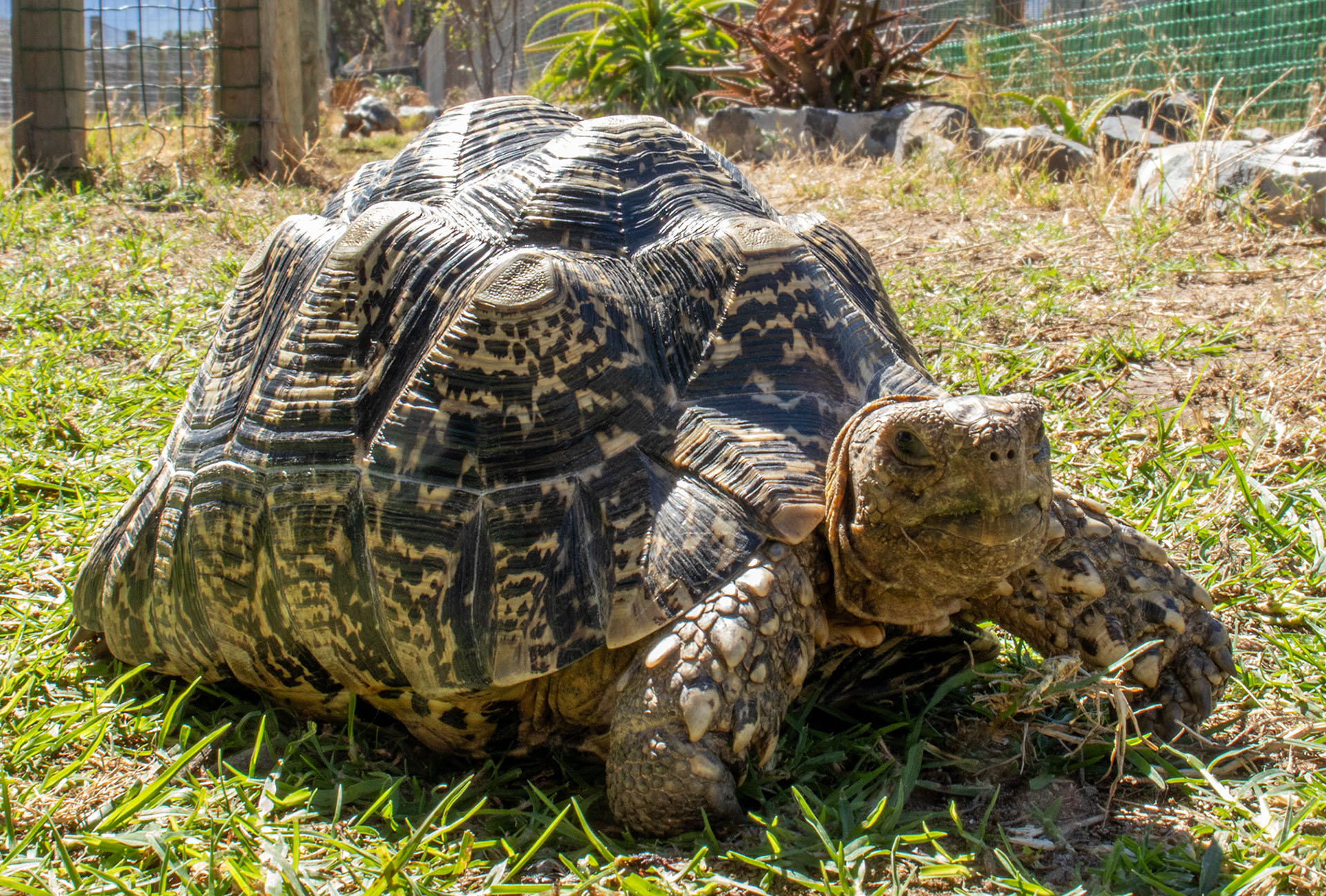 Leopard Tortoise - Cheetah Outreach