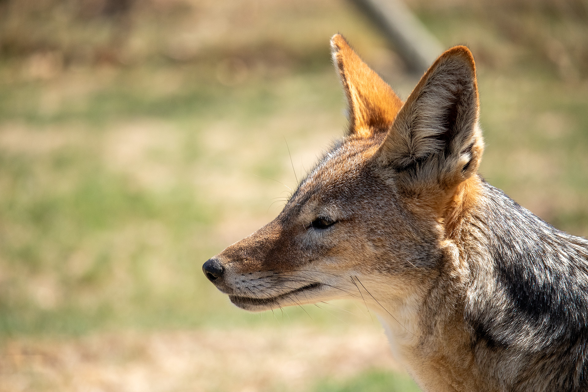 Black-backed Jackal - Cheetah Outreach