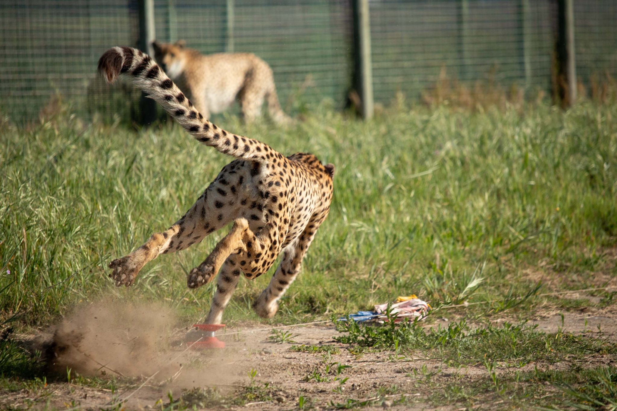 Visitor Information - Cheetah Outreach