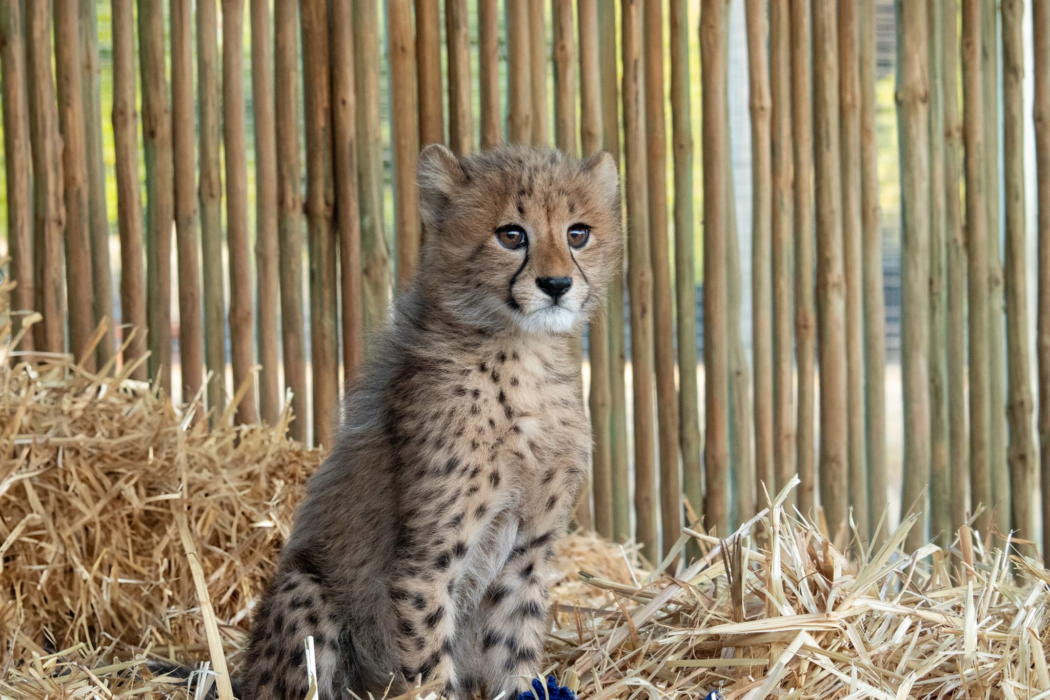 Visitor Information - Cheetah Outreach