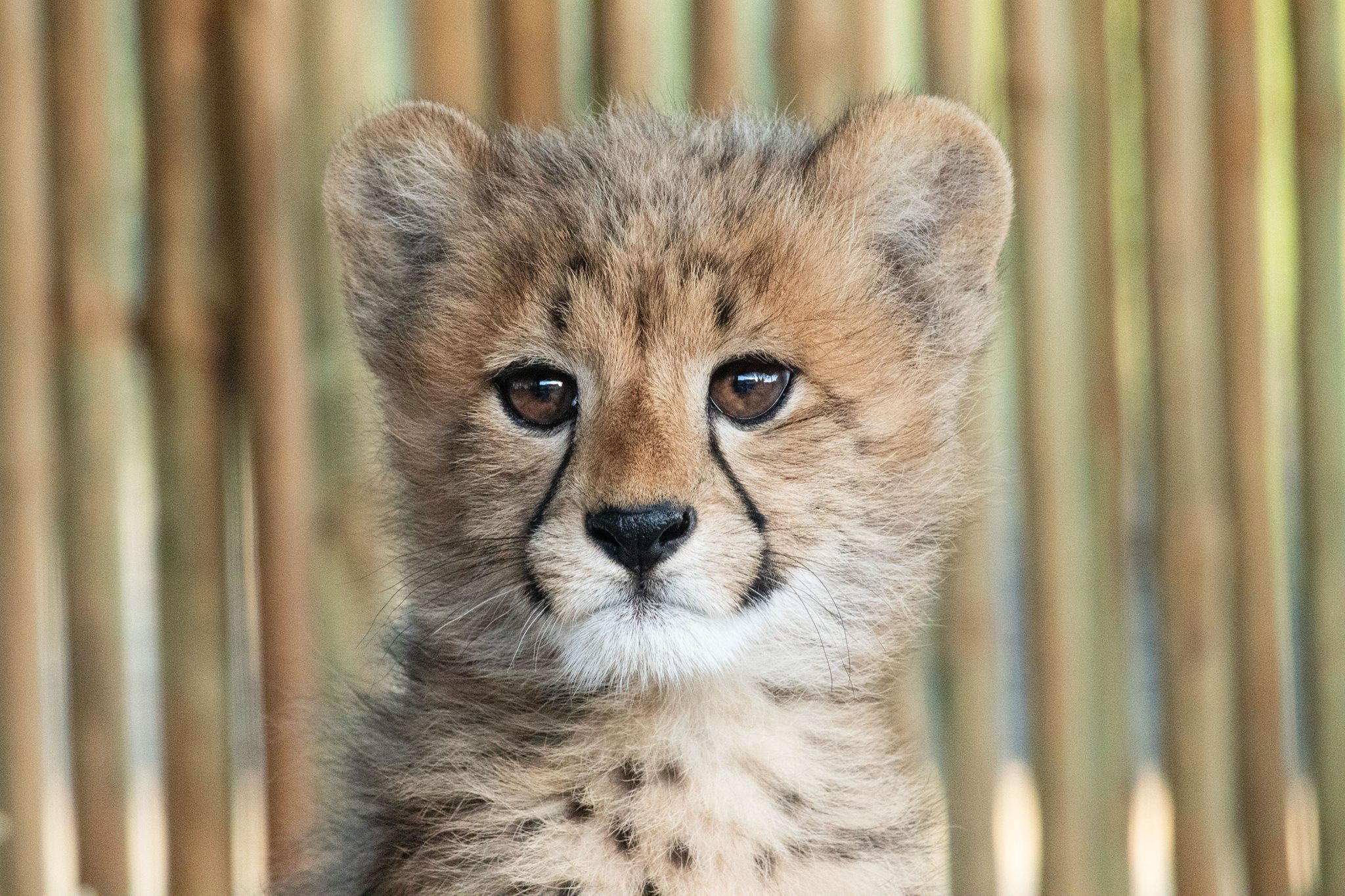 Cheetah - Cheetah Outreach