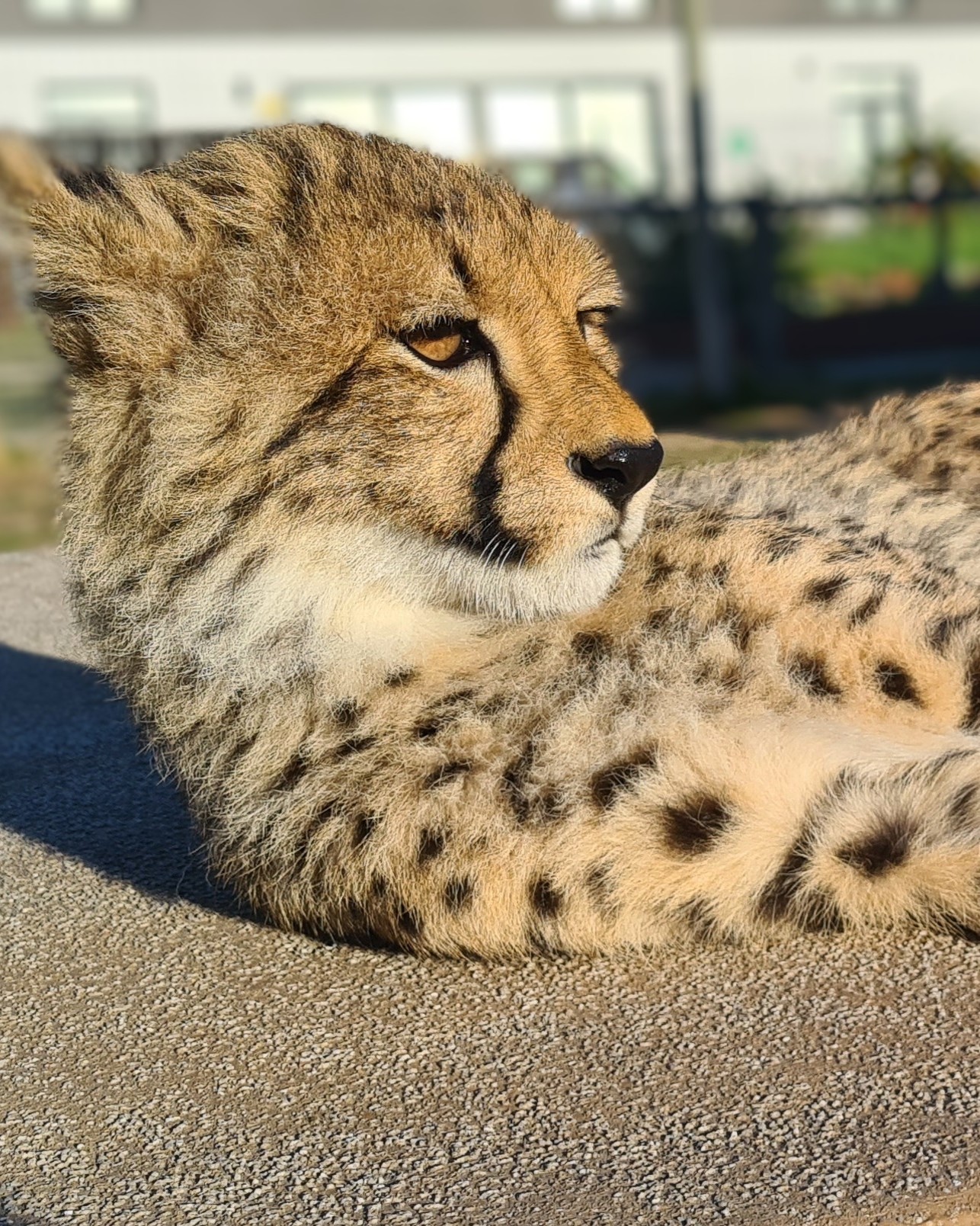 Visitor Information - Cheetah Outreach